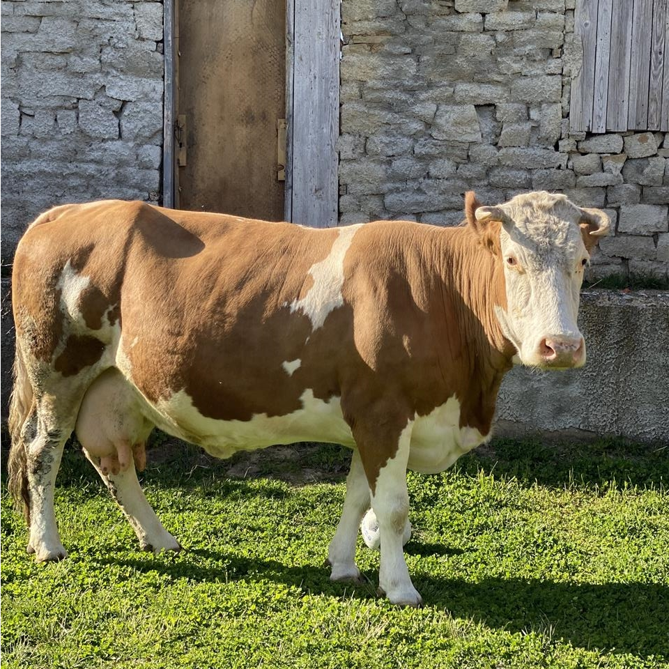 Shitet lopa bars | Skenderaj | MerrJep.com