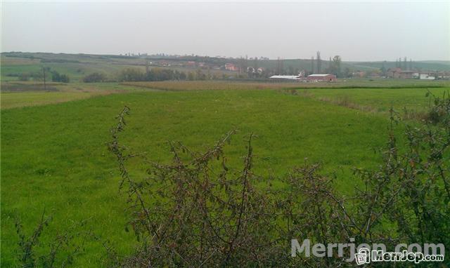 Toke prej 38 ari ne Vushtrri | Vushtrri Toke prej 38 ari ne Vushtrri | Vushtrri